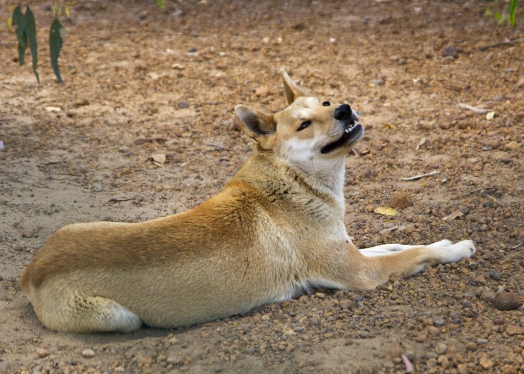 Definitive Guide To Dingo Facts, Habitat, Conservation Status, Zoo ...