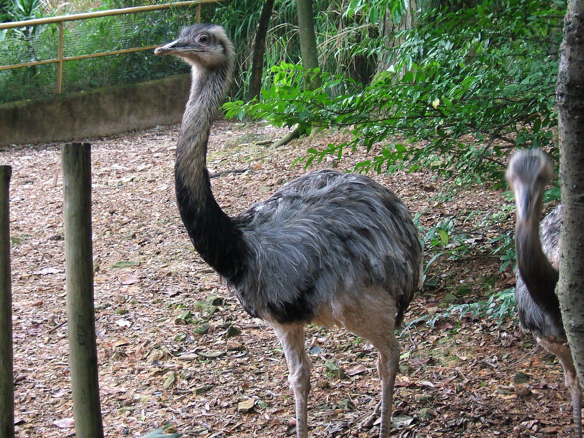 Greater Rhea - Zoo Guide