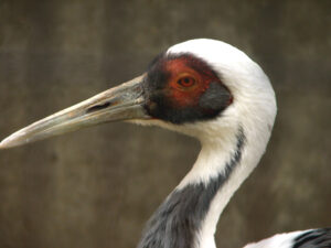 Definitive Guide To White-naped Crane Facts, Habitat, Conservation ...