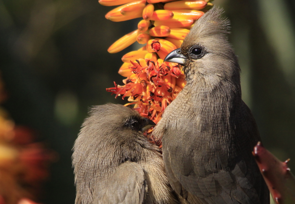 Definitive Guide To Speckled Mousebird Facts, Habitat, Conservation ...