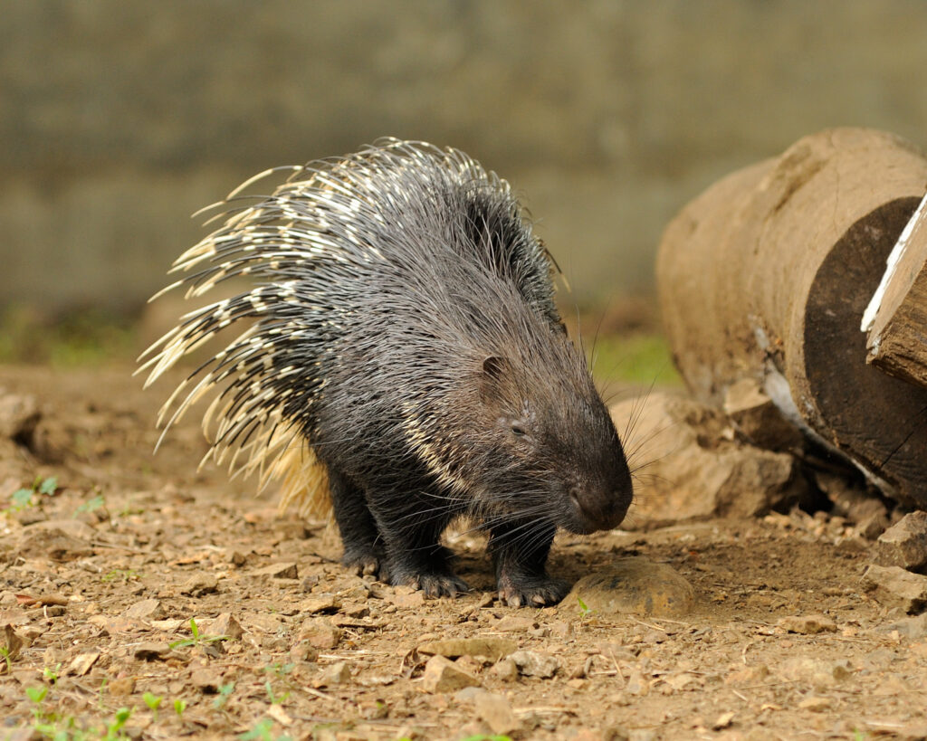 Definitive Guide To Indian Crested Porcupine Facts, Habitat ...
