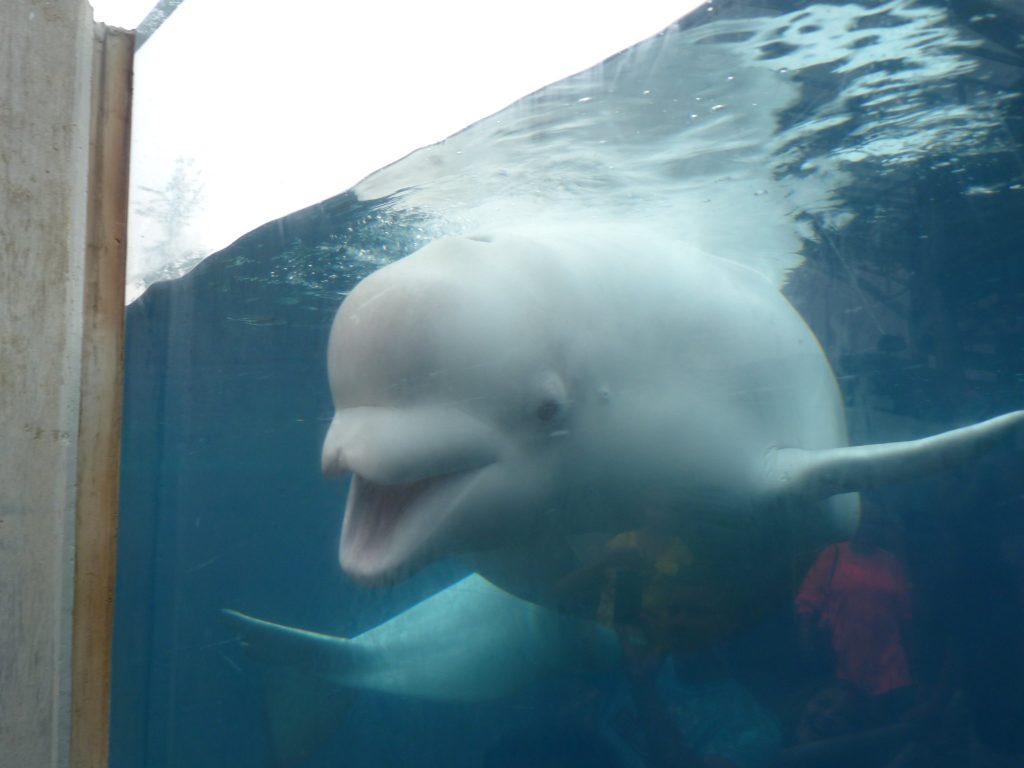 Definitive Guide To Beluga Whale Facts, Habitat, Conservation Status, Zoo Populations, Pictures ...