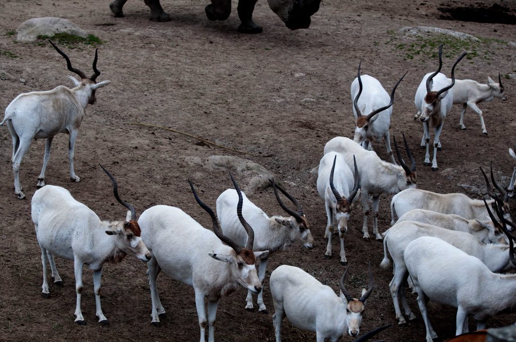 Definitive Guide To Addax Facts, Habitat, Conservation Status, Zoo ...