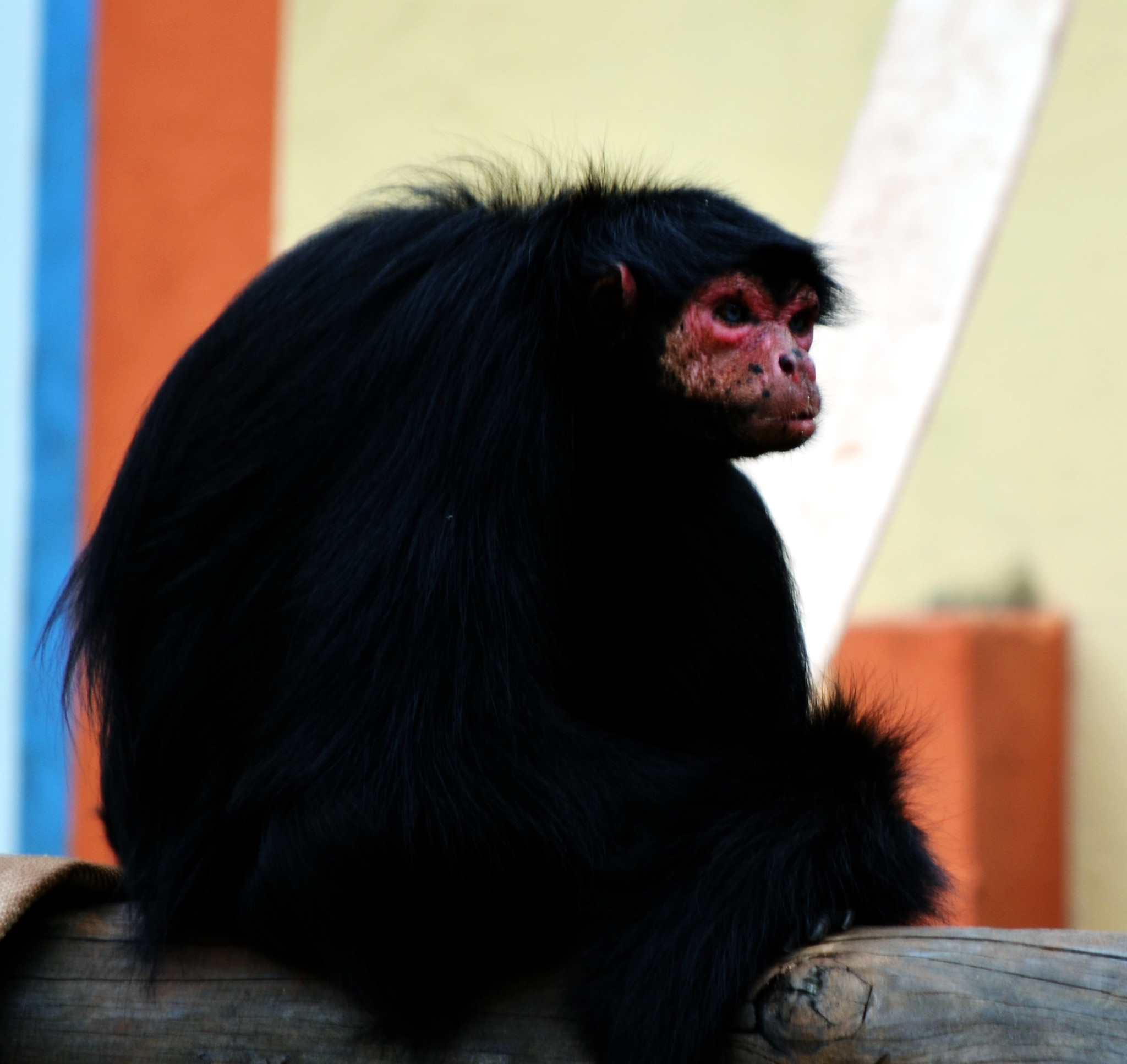 Definitive Guide To Red-Faced Spider Monkey Facts, Habitat ...