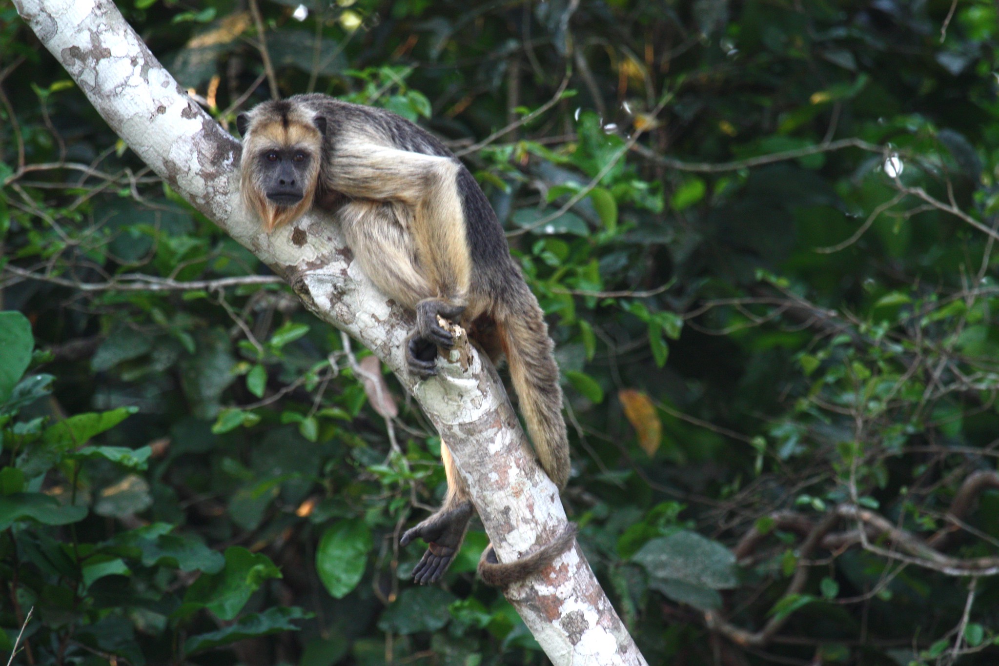 Black Howler Monkey - Zoo Guide