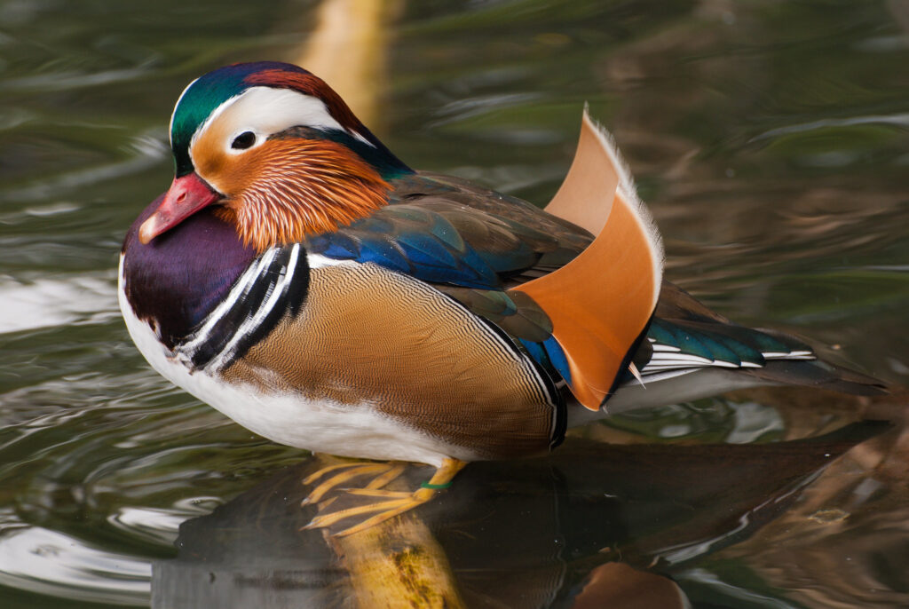 Definitive Guide To Mandarin Duck Facts, Habitat, Conservation Status ...