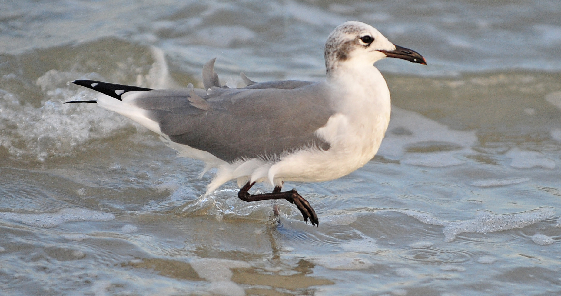 Definitive Guide To Laughing Gull Facts, Habitat, Conservation Status ...