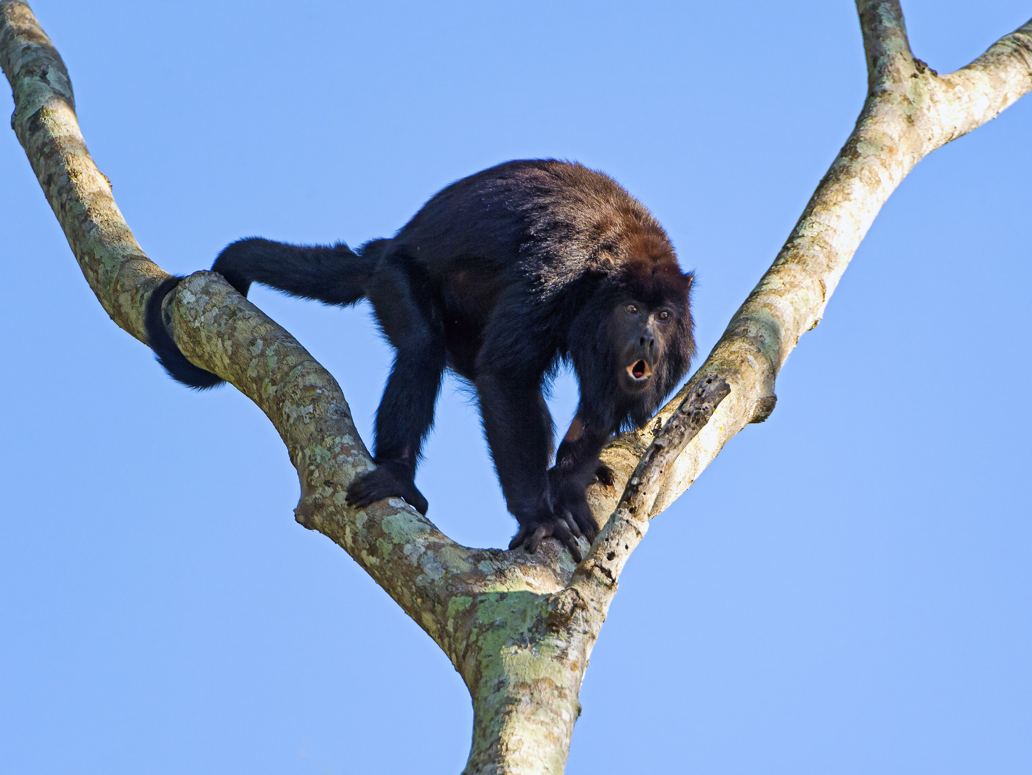 Black Howler Monkey - Zoo Guide