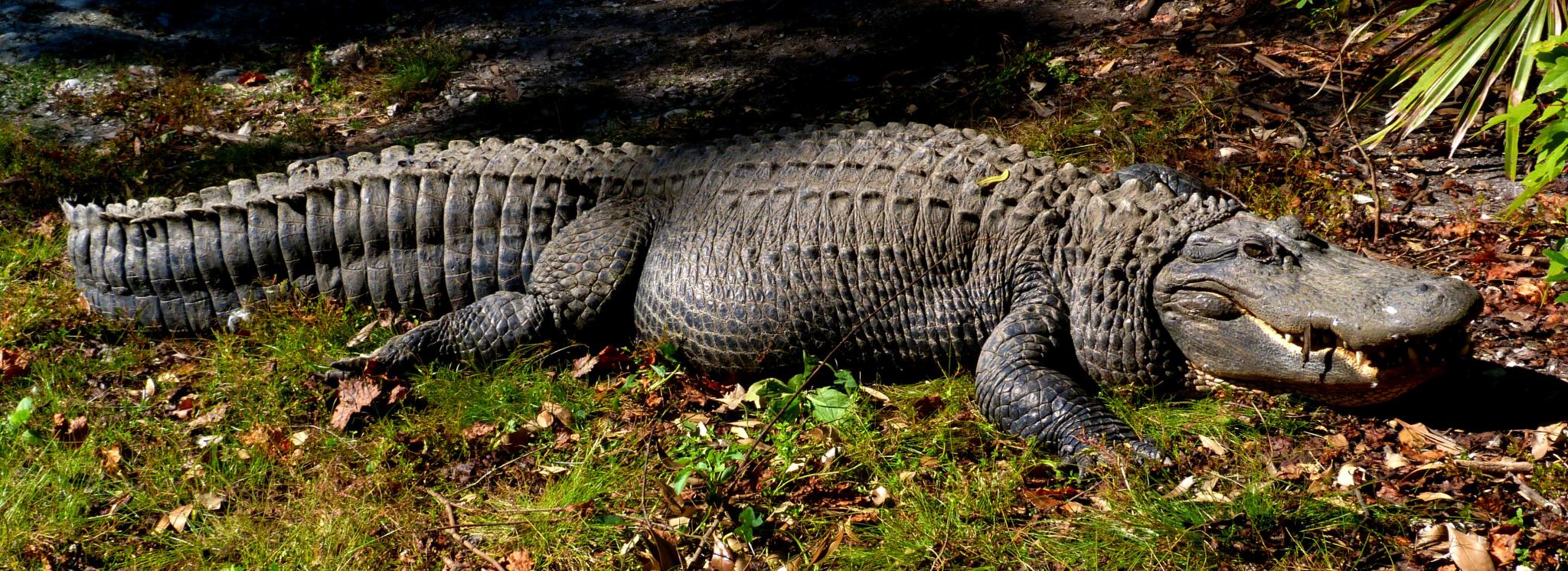 American Alligator Facts, Habitat, Conservation Status, Zoo Populations ...