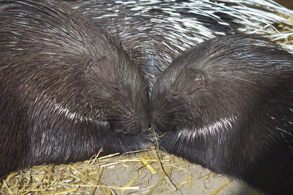 Definitive Guide To Indian Crested Porcupine Facts, Habitat ...