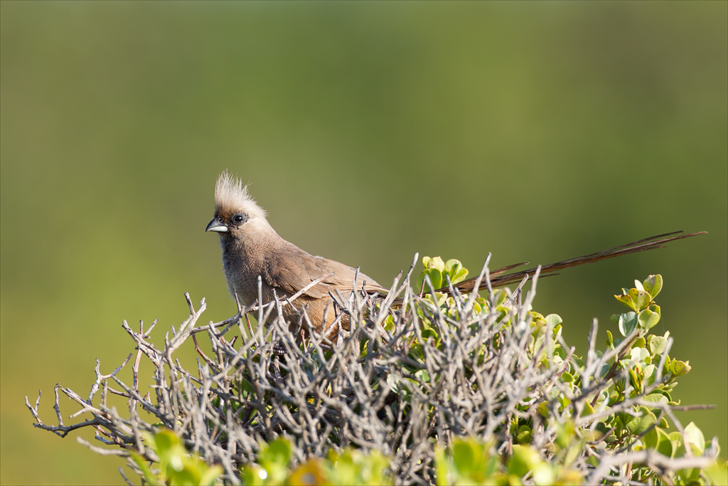 Definitive Guide To Speckled Mousebird Facts, Habitat, Conservation ...