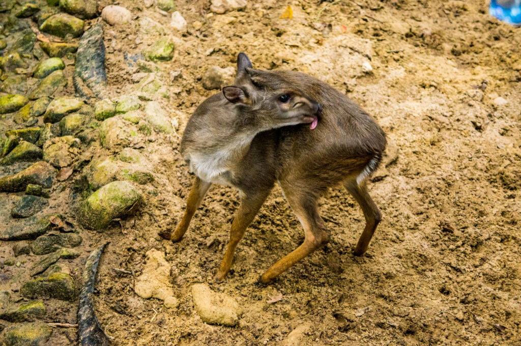 Definitive Guide To Blue Duiker Facts, Habitat, Conservation Status ...