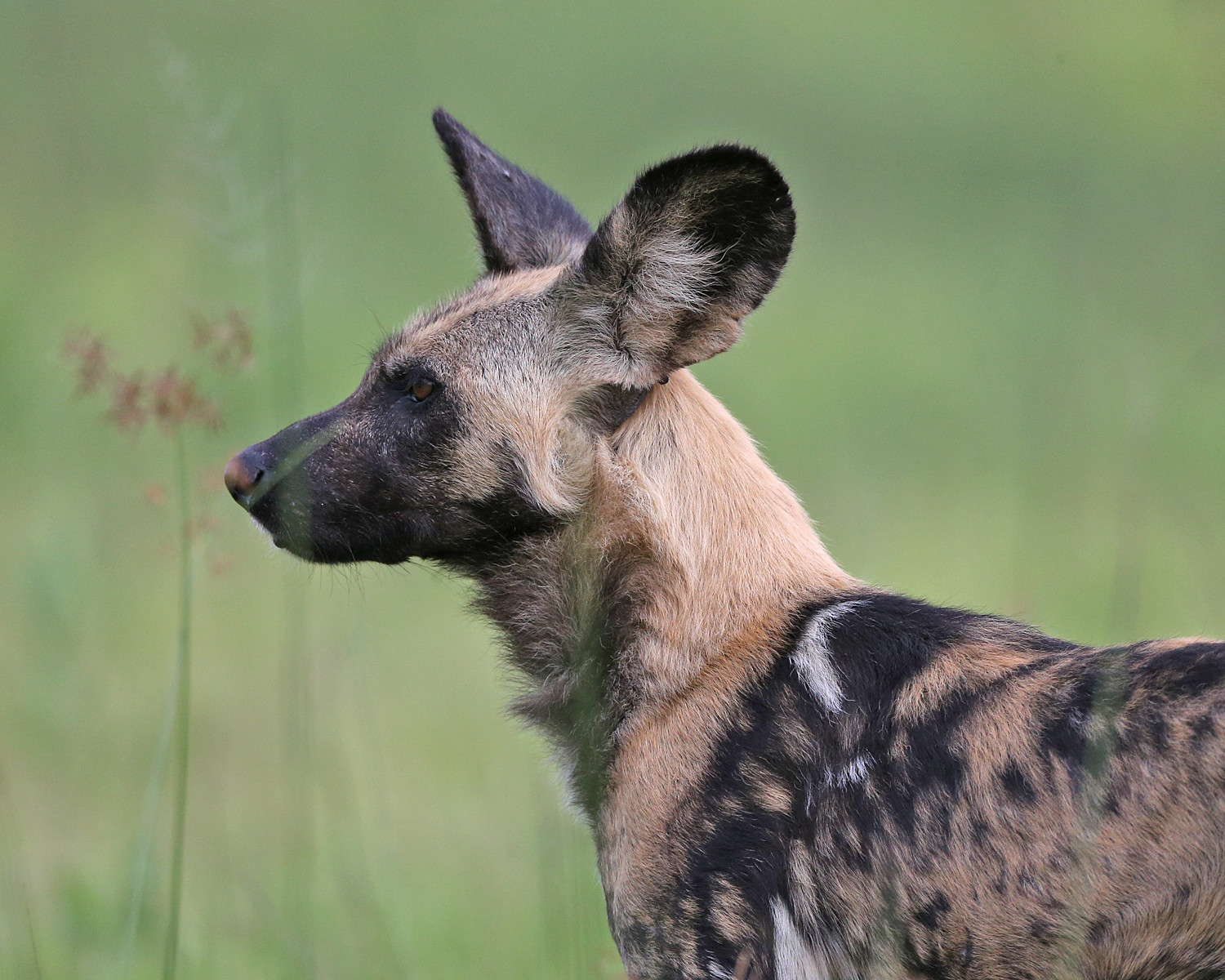 Definitive Guide To African Painted Dog Facts, Habitat, Conservation ...