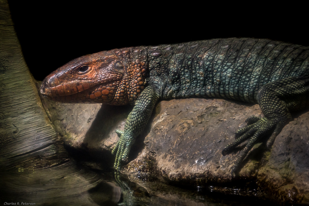 Definitive Guide To Northern Caiman Lizard Facts, Habitat, Conservation ...