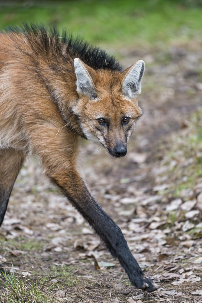 Definitive Guide To Maned Wolf Facts, Habitat, Conservation Status, Zoo ...