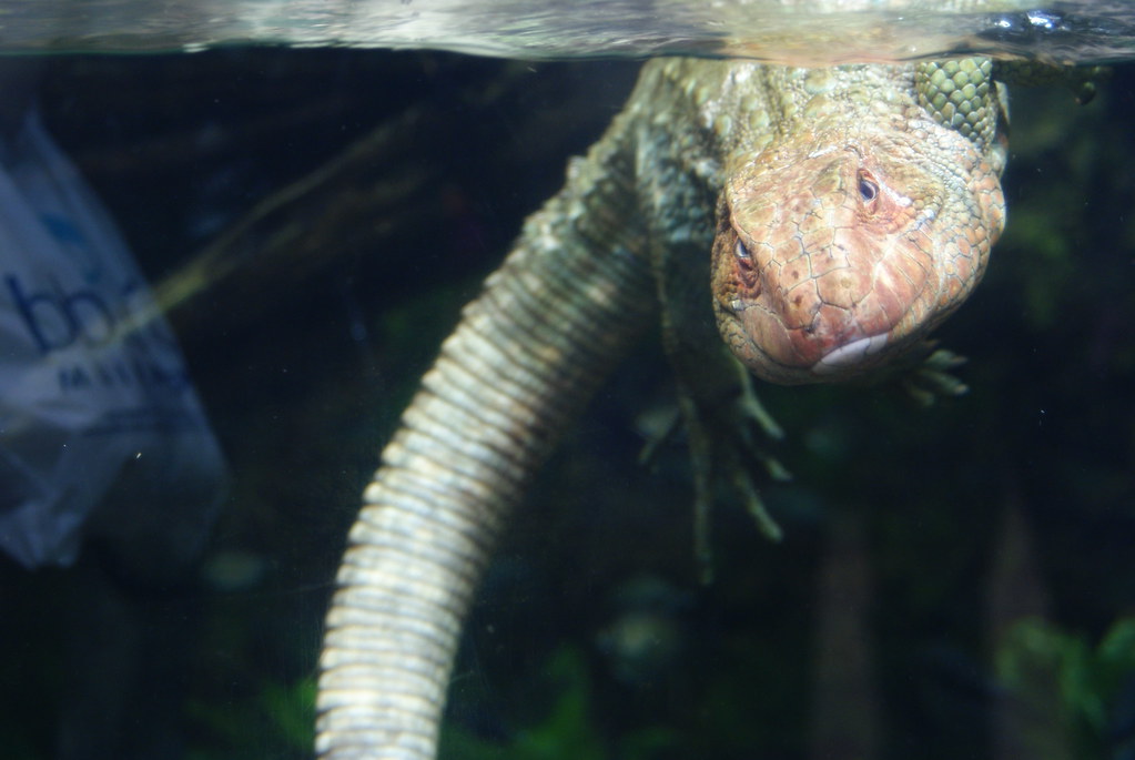 Definitive Guide To Northern Caiman Lizard Facts, Habitat, Conservation ...