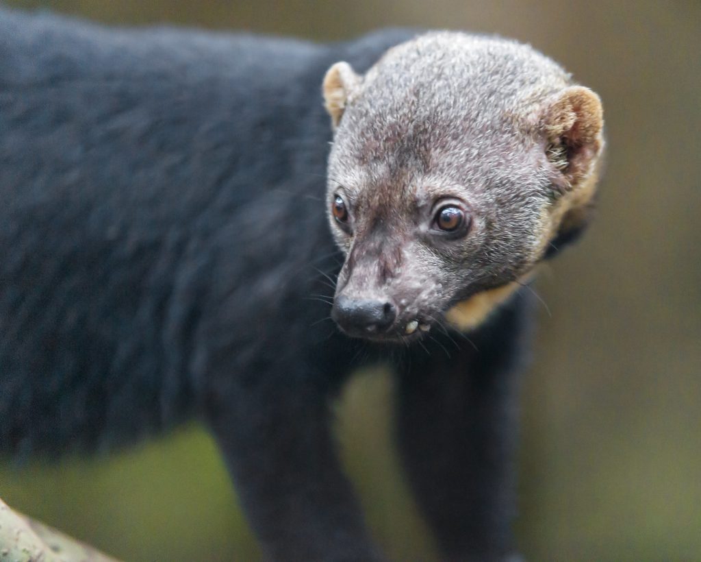 Definitive Guide To Tayra Facts, Habitat, Conservation Status, Zoo ...