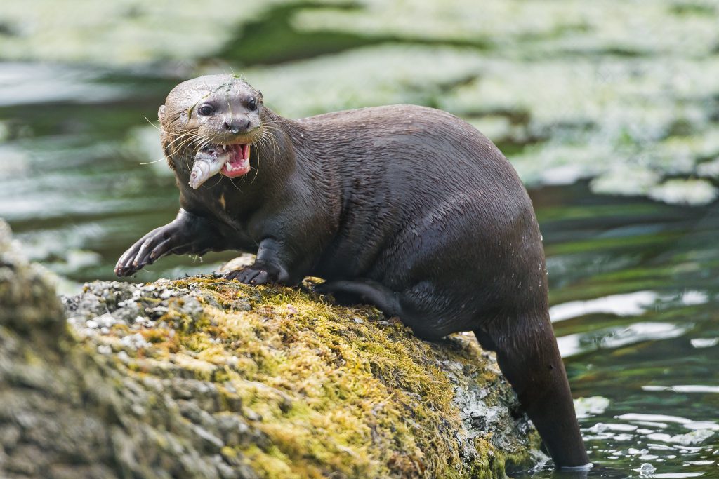 Definitive Guide To Giant Otter Facts, Habitat, Conservation Status ...