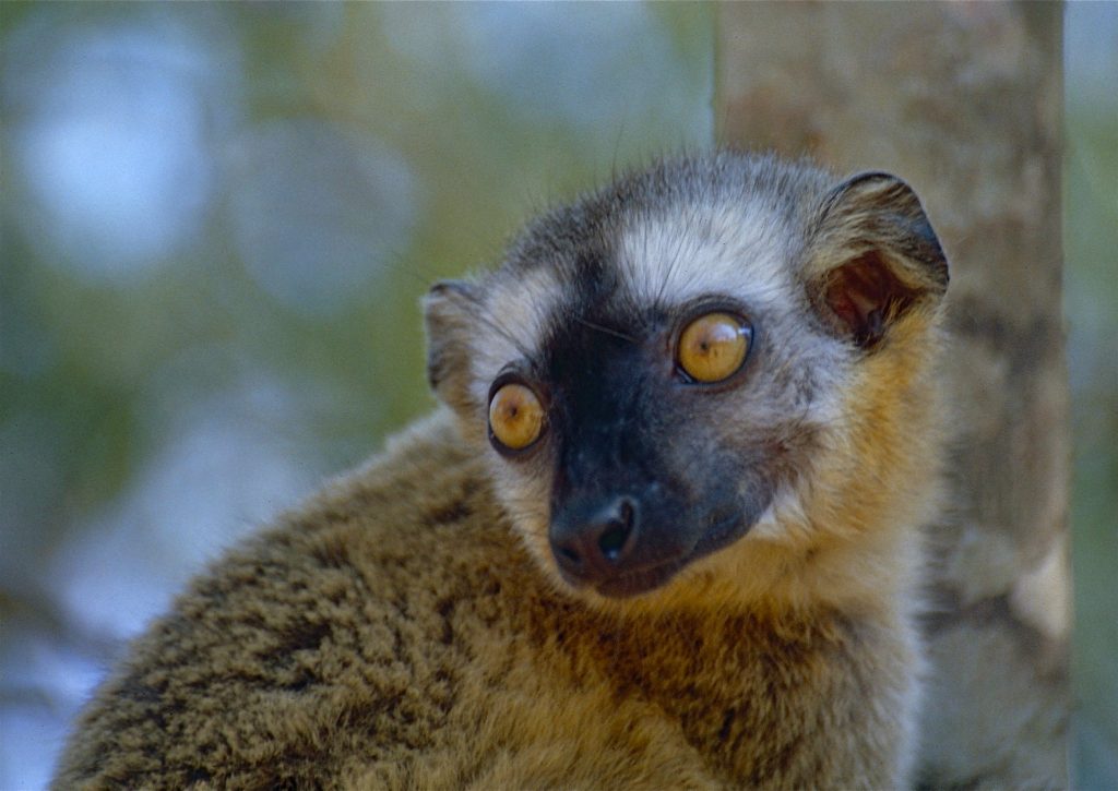 Definitive Guide To Red-fronted Lemur Facts, Habitat, Conservation Status, Zoo Populations ...