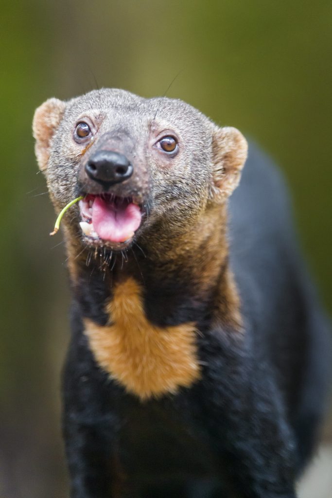 Definitive Guide To Tayra Facts, Habitat, Conservation Status, Zoo ...