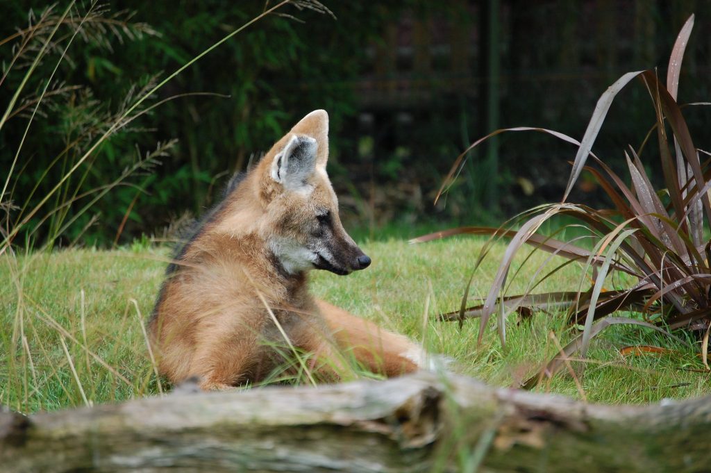 Definitive Guide To Maned Wolf Facts, Habitat, Conservation Status, Zoo ...