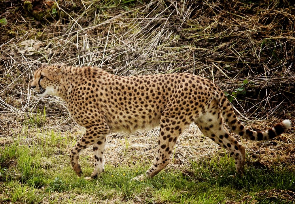 Definitive Guide To Cheetah Facts, Habitat, Conservation Status, Zoo ...