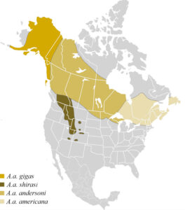 Definitive Guide To Eastern Moose Facts, Habitat, Conservation Status ...