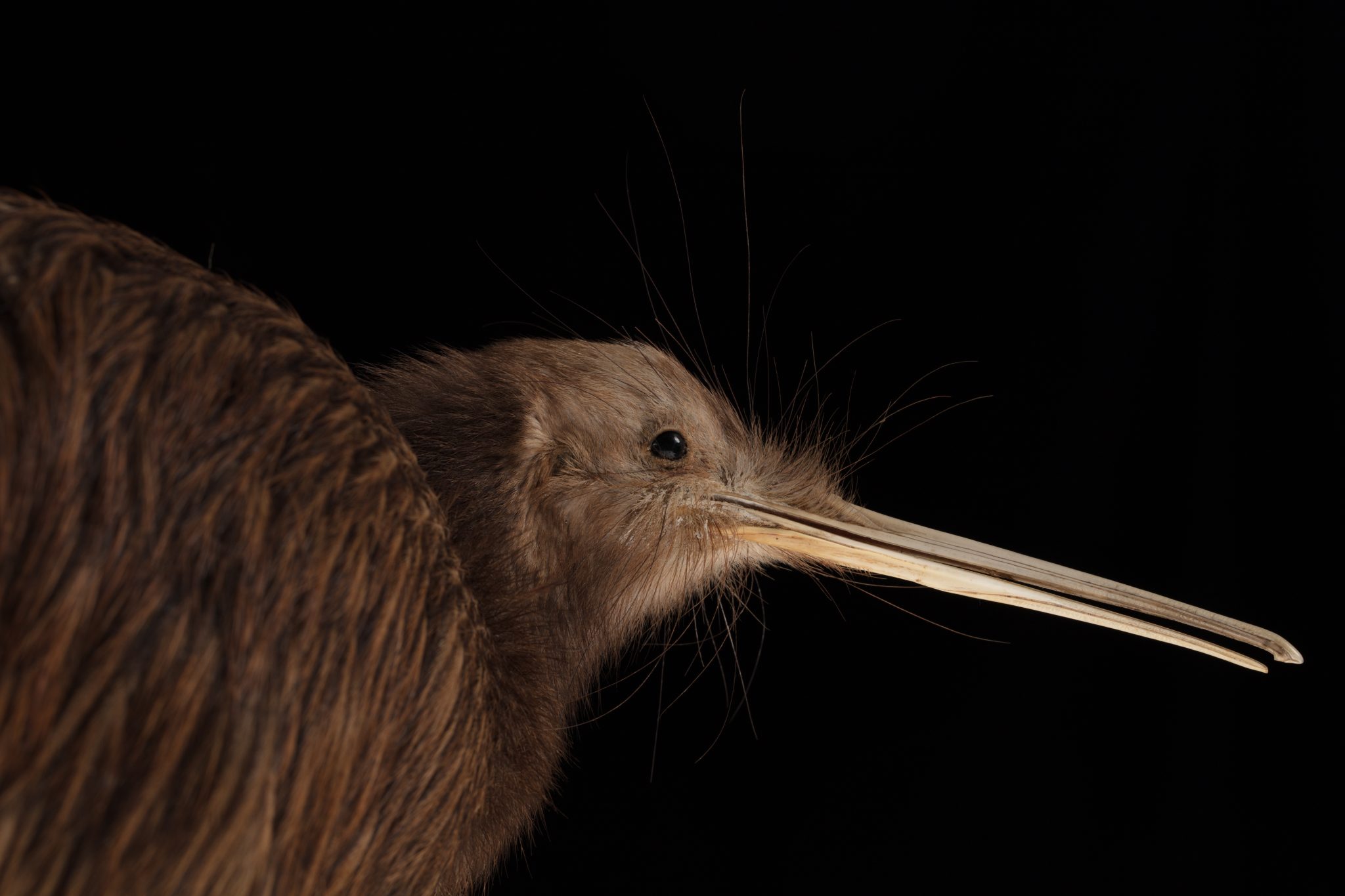 The Life And Habitat Of The Kiwi Bird: An In-depth Look - Kiwi Bird Zoo ...