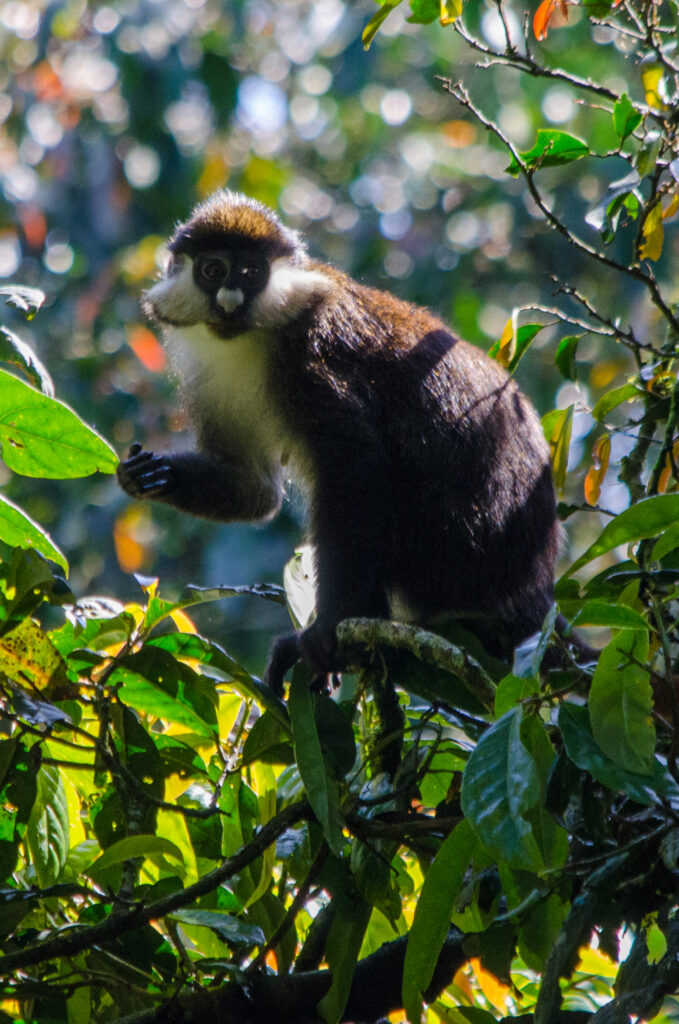 Definitive Guide To Red-tailed Monkey Facts, Habitat, Conservation ...