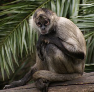Definitive Guide To Geoffroy's Spider Monkey Facts, Habitat ...