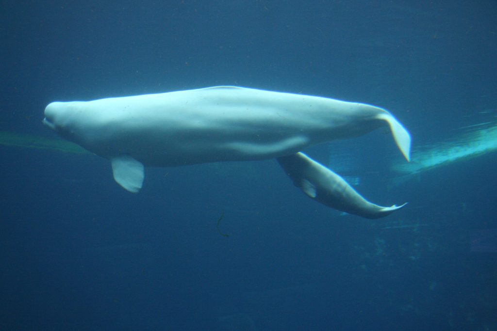 Definitive Guide To Beluga Whale Facts, Habitat, Conservation Status ...