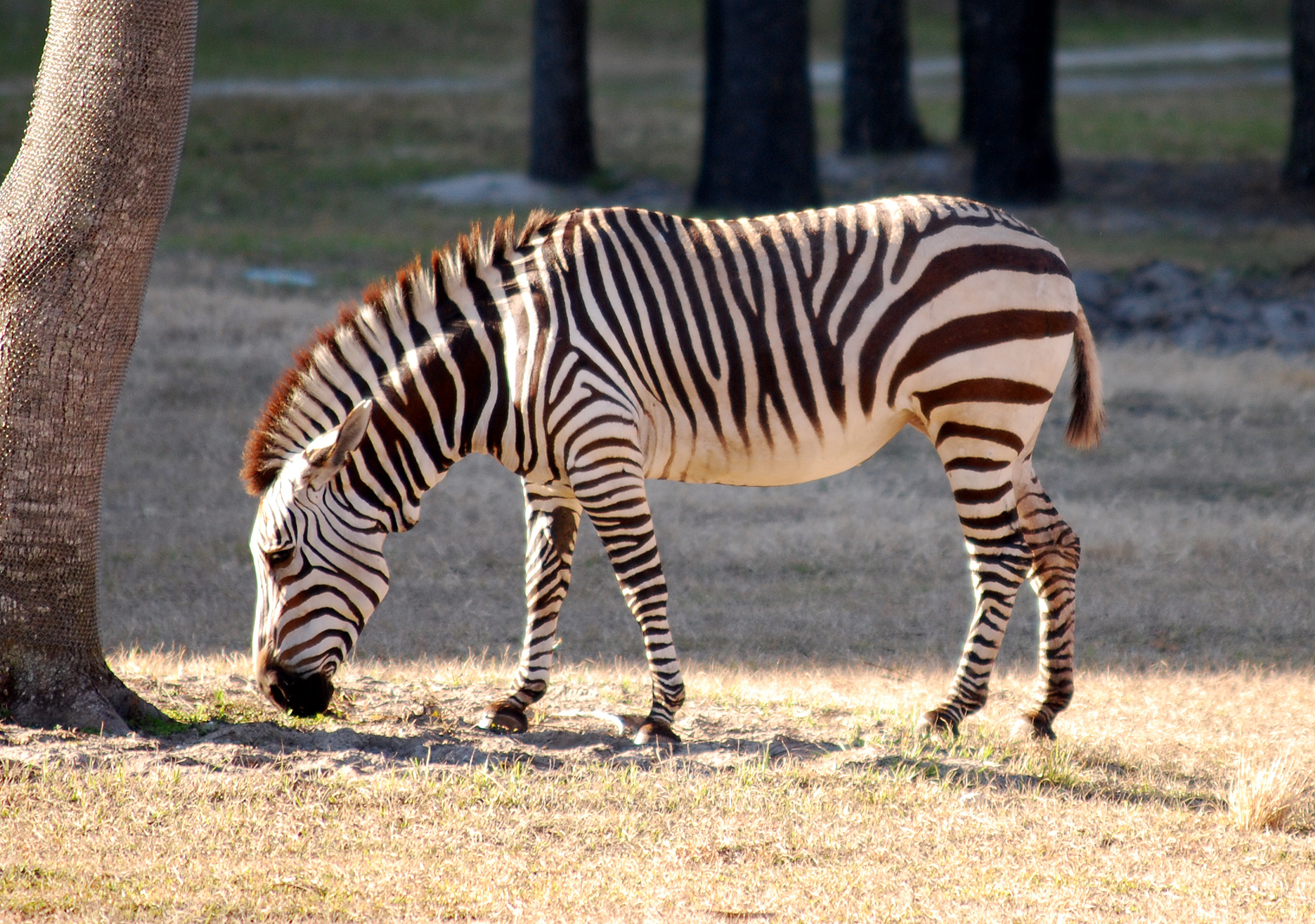 Definitive Guide To Hartmann's Mountain Zebra Facts, Habitat ...
