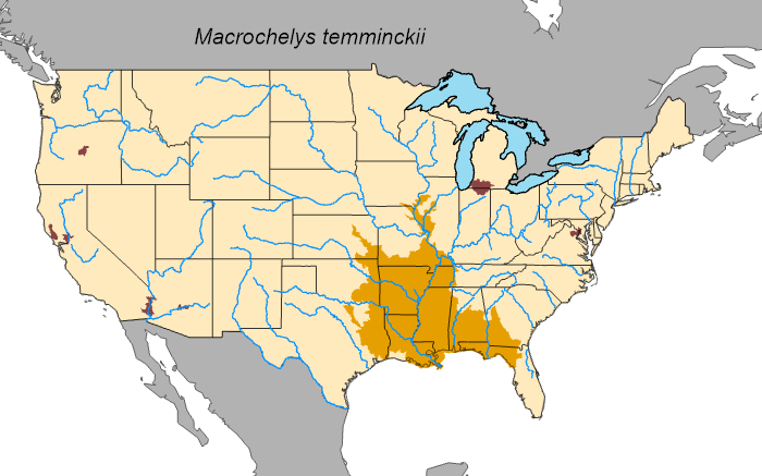 Alligator Snapping Turtle Facts, Habitat, Conservation Status, Zoo ...