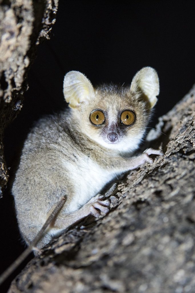 Definitive Guide To Gray Mouse Lemur Facts, Habitat, Conservation ...