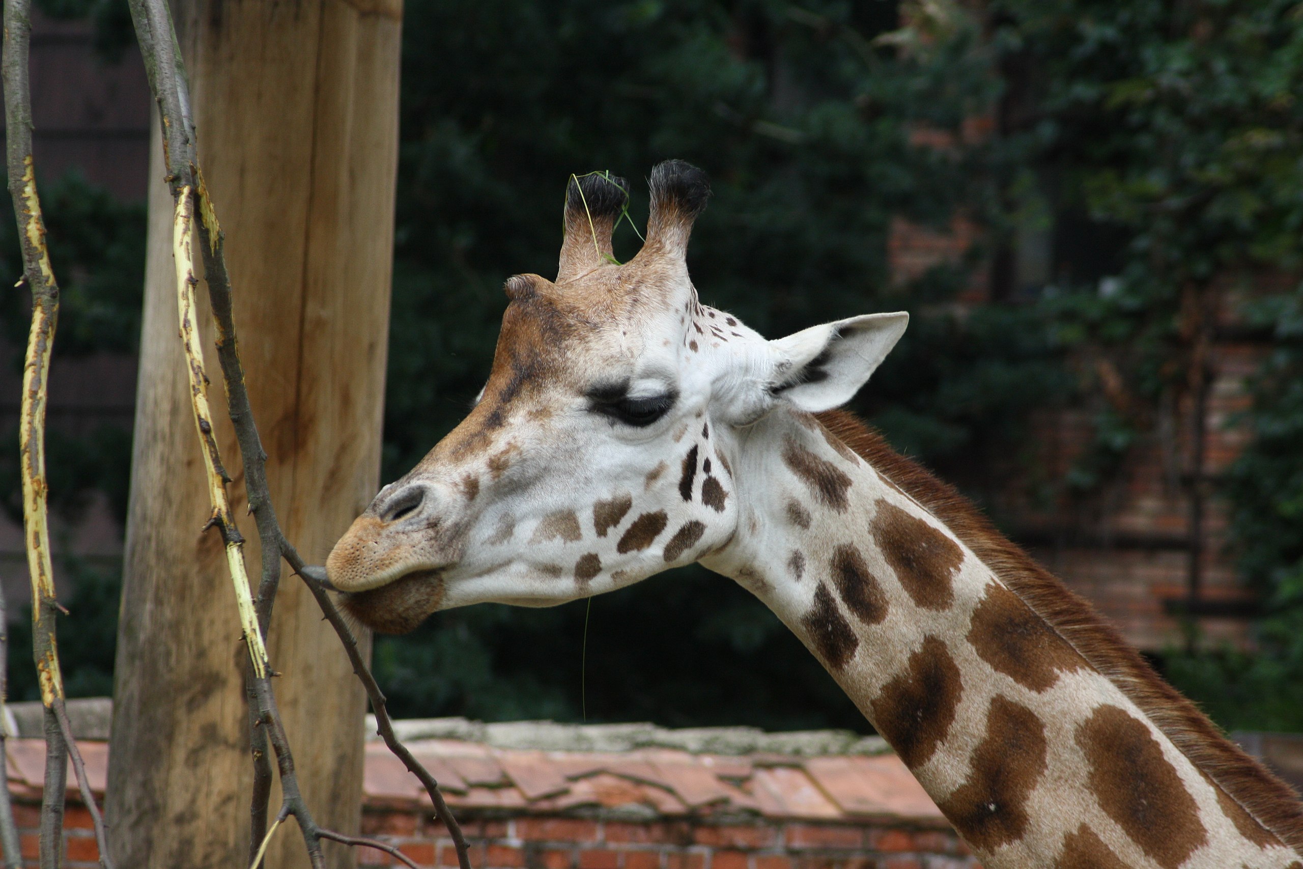 Definitive Guide To Rothschild's Giraffe Facts, Habitat, Conservation ...