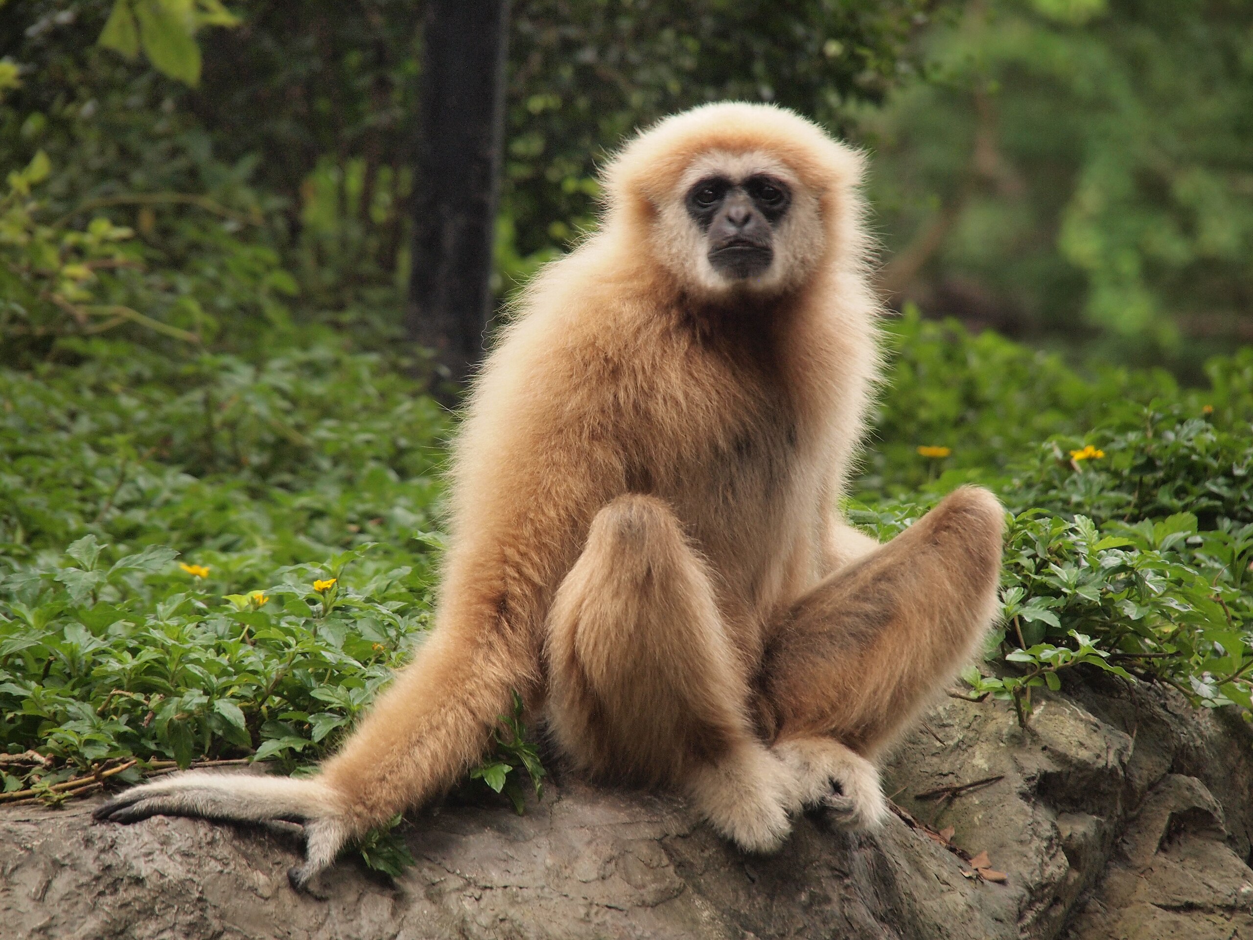 Lar Gibbon - Zoo Guide