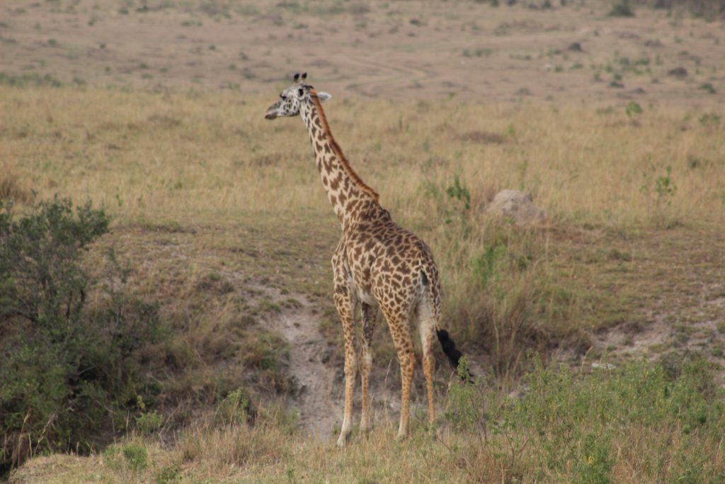 Definitive Guide To Masai Giraffe Facts, Habitat, Conservation Status ...