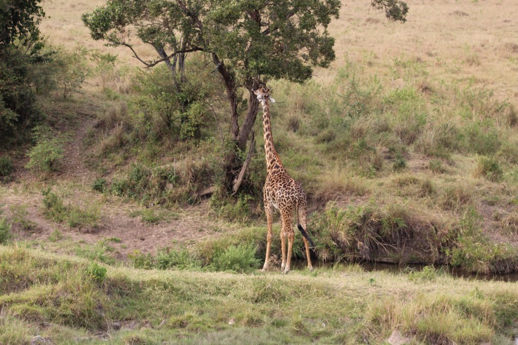 Definitive Guide To Masai Giraffe Facts, Habitat, Conservation Status ...