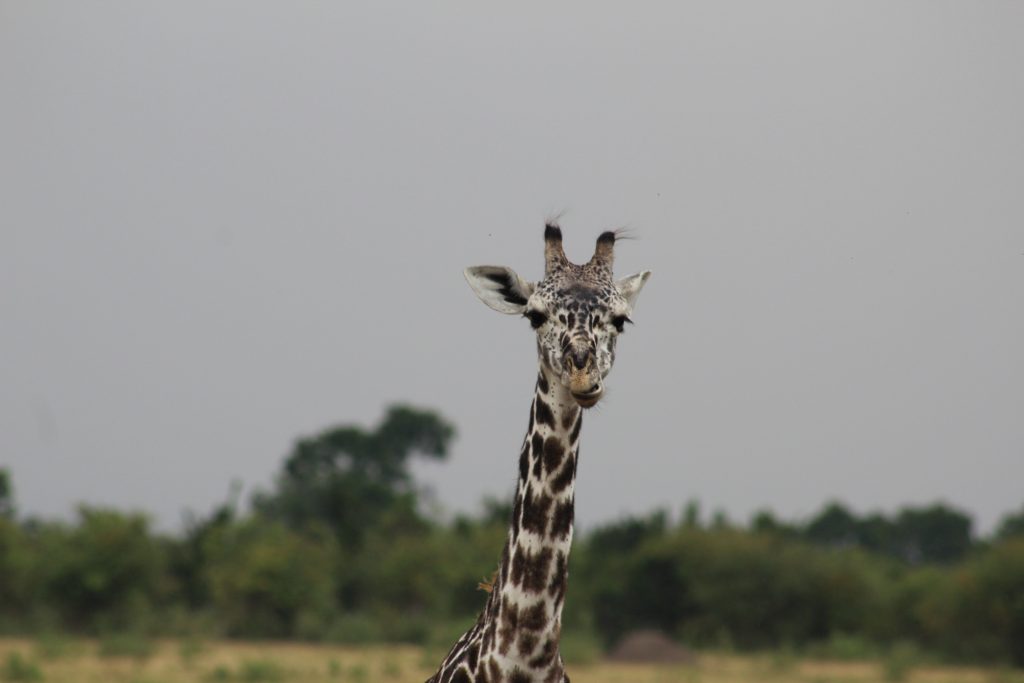 Definitive Guide To Masai Giraffe Facts, Habitat, Conservation Status ...