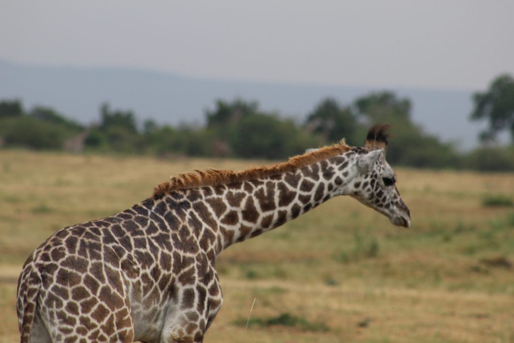 Definitive Guide To Masai Giraffe Facts, Habitat, Conservation Status ...