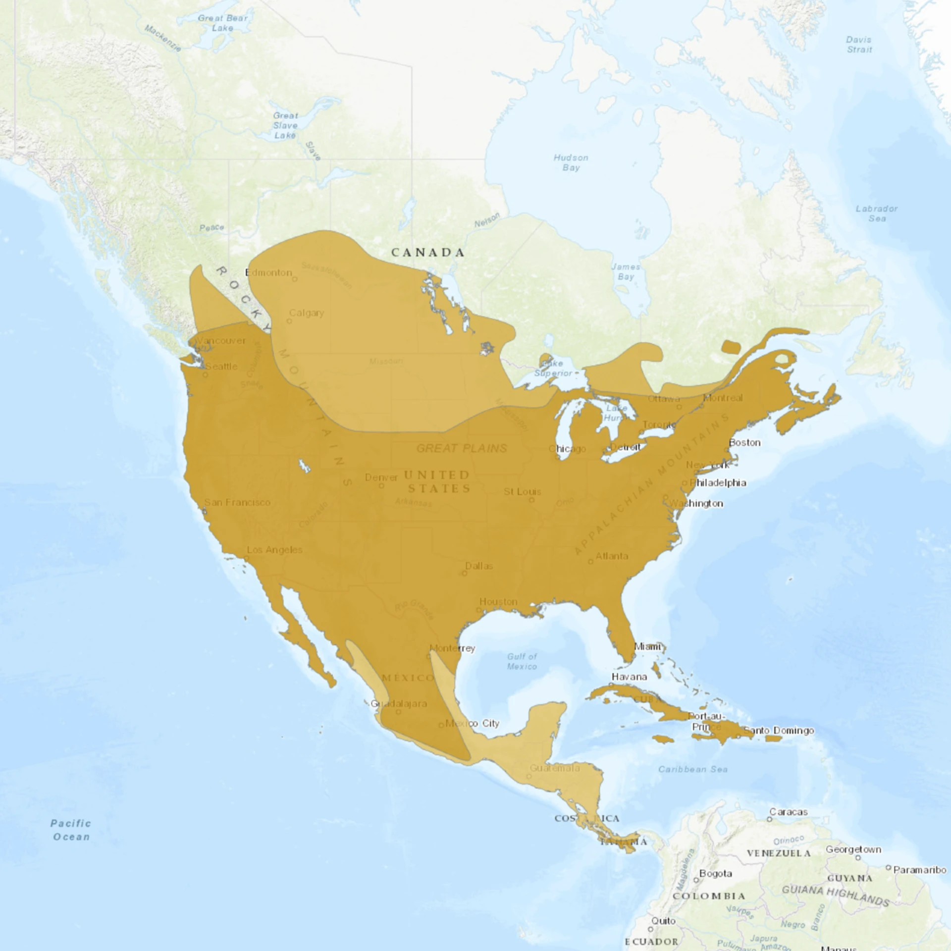 Definitive Guide To Mourning Dove Facts, Habitat, Conservation Status ...