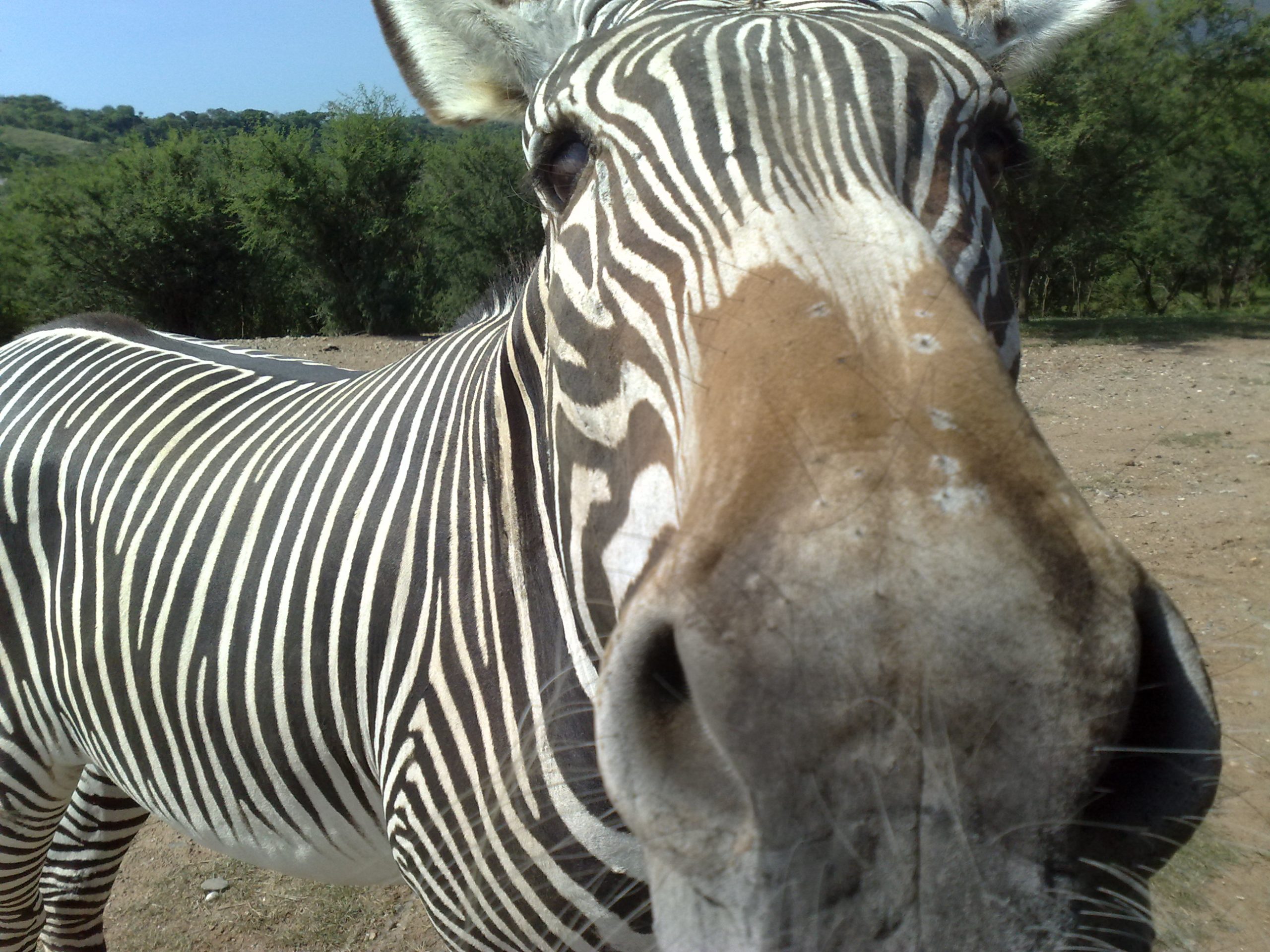 Grévy's Zebra - Zoo Guide