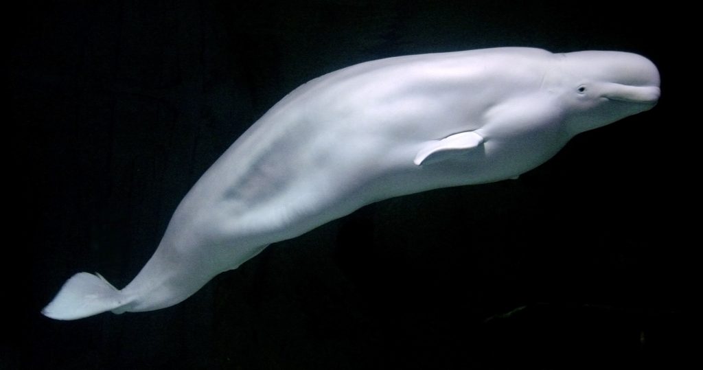 Definitive Guide To Beluga Whale Facts, Habitat, Conservation Status, Zoo Populations, Pictures ...