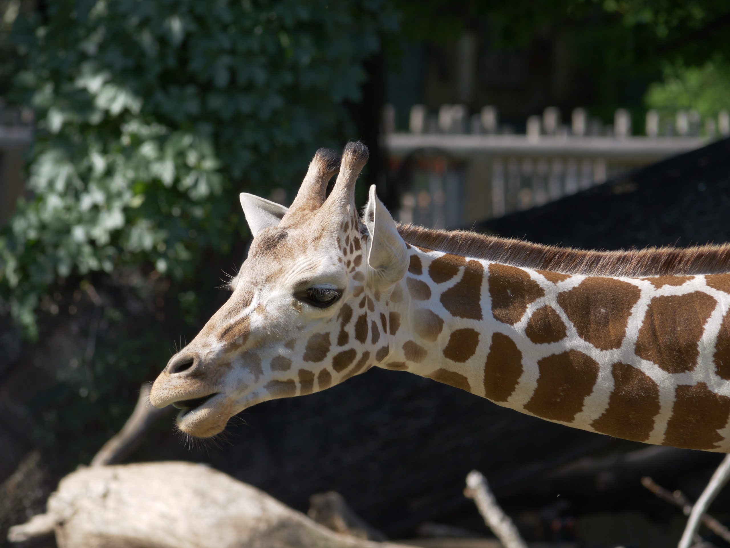 Definitive Guide To Reticulated Giraffe Facts, Habitat, Conservation ...