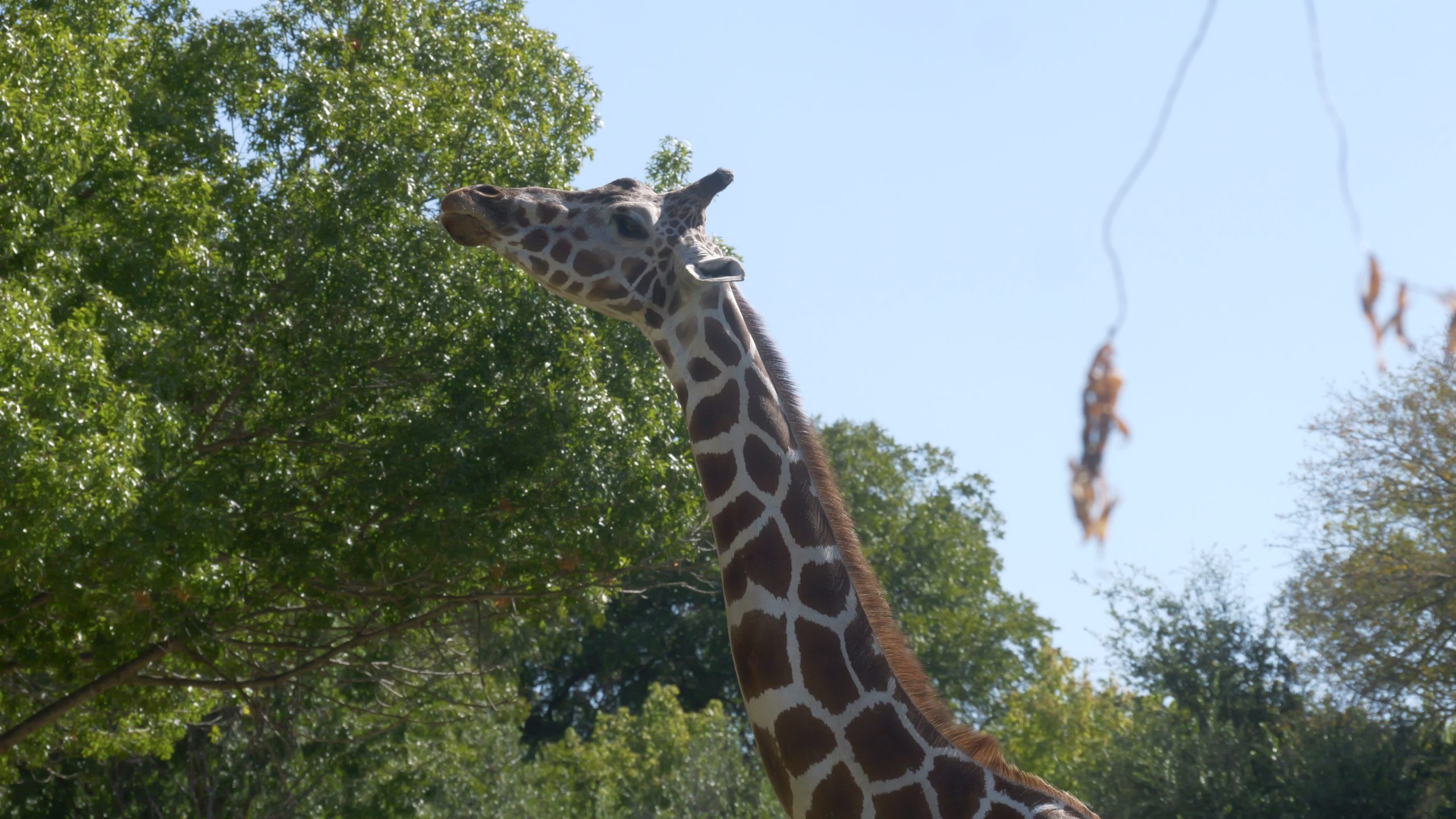 Definitive Guide To Reticulated Giraffe Facts, Habitat, Conservation ...