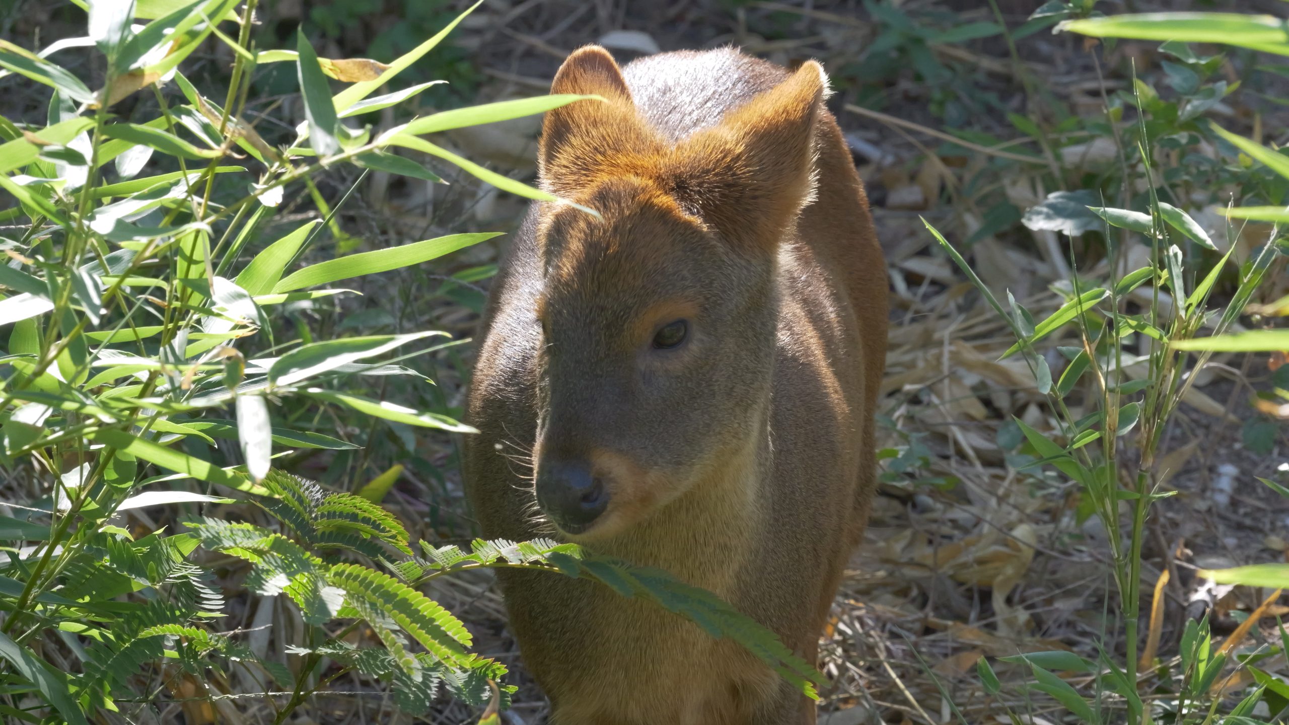 Southern Pudu - Zoo Guide