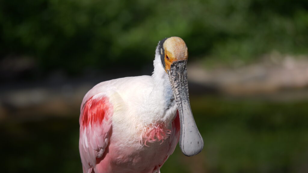 Definitive Guide To Roseate Spoonbill Facts, Habitat, Conservation ...