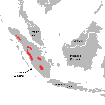 Sumatran Tiger - Zoo Guide