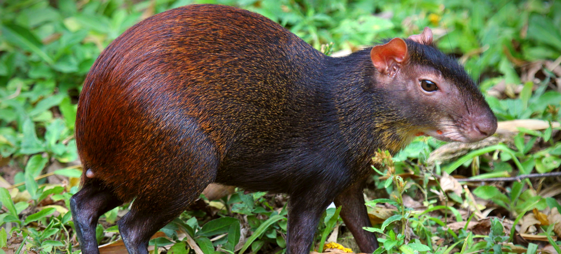 Definitive Guide To Mexican Agouti Facts, Habitat, Conservation Status ...