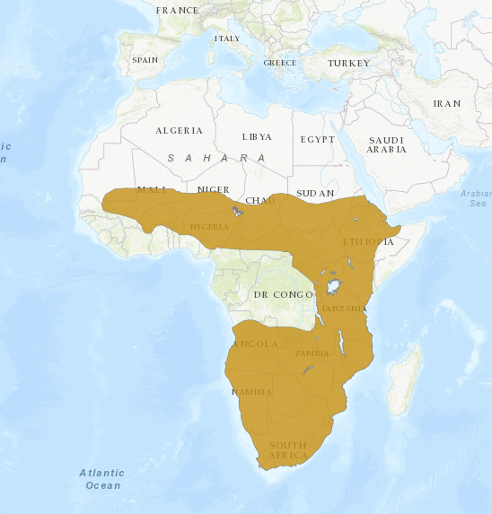 Secretarybird - Zoo Guide